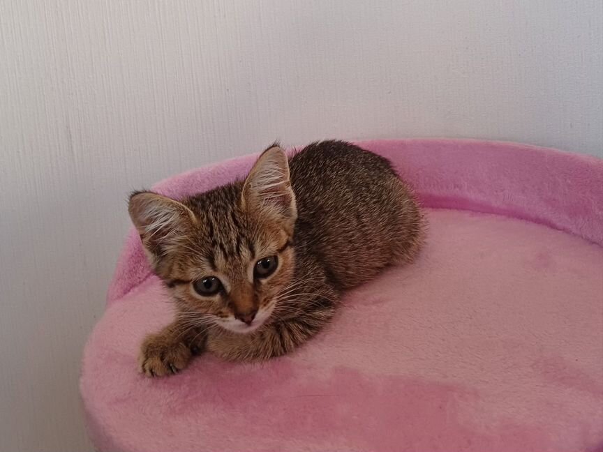 Маленький котик ищет дом