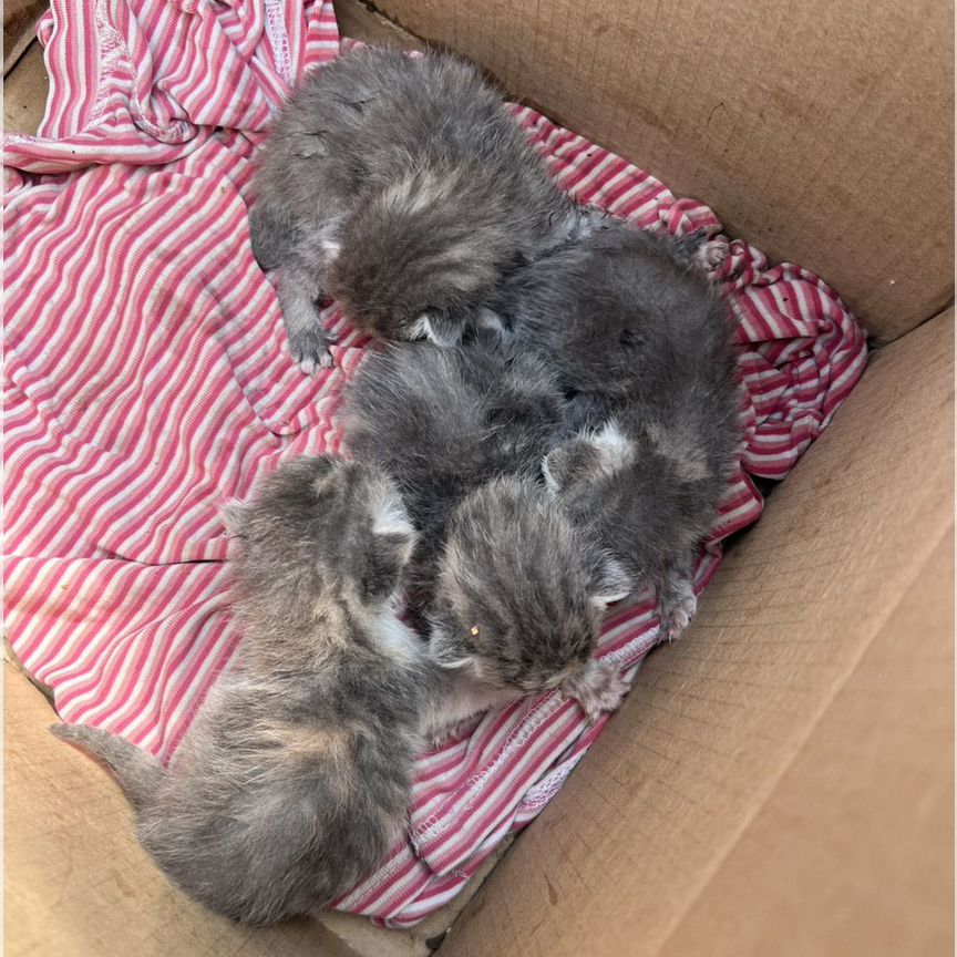 Котята в добрые руки