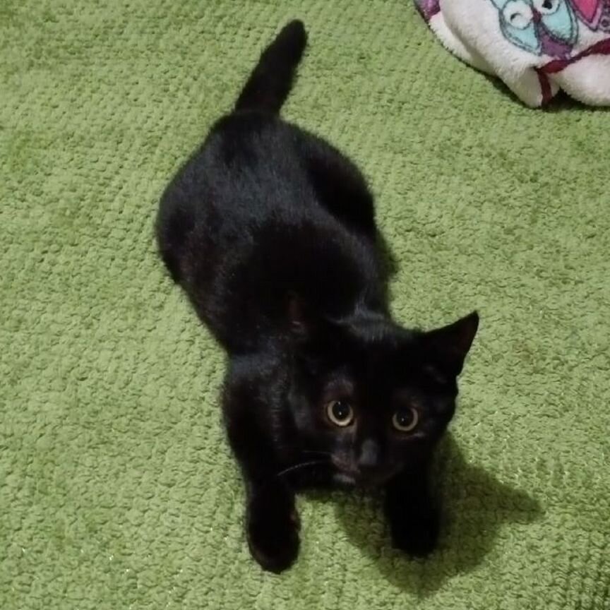 Взрослая кошка в добрые руки