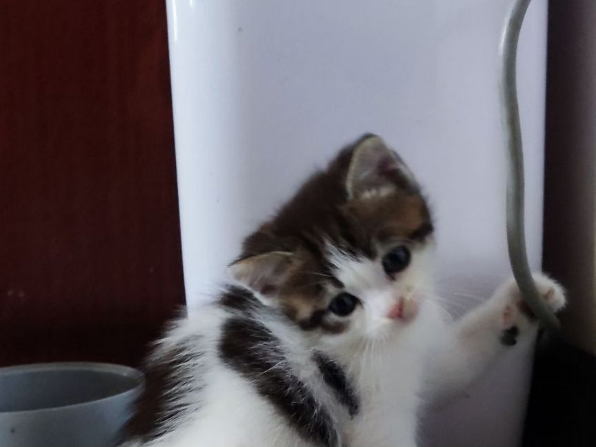 Кошки в добрые руки