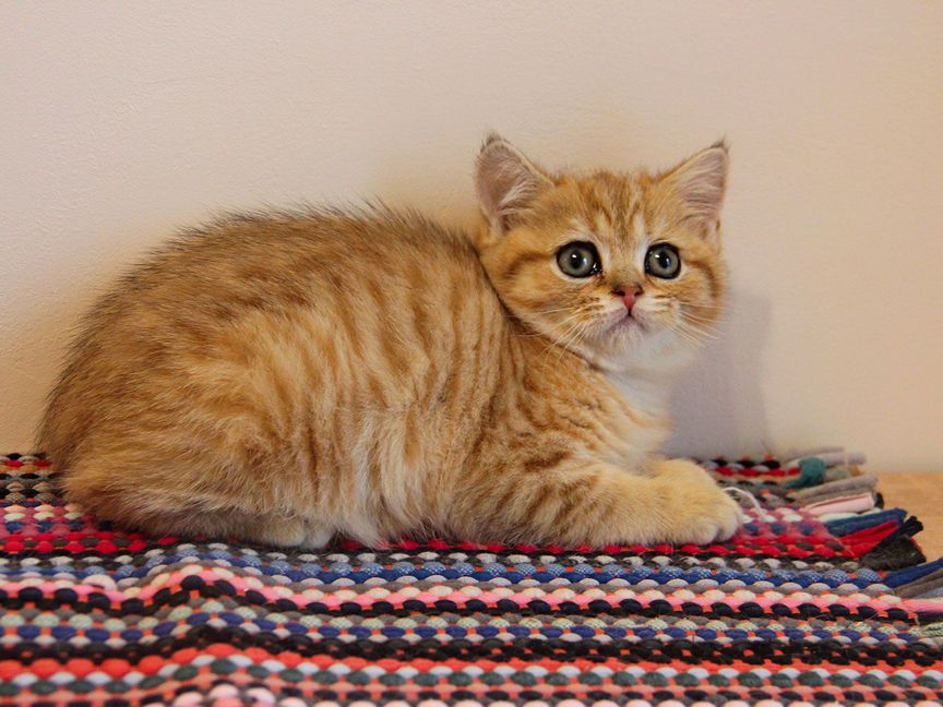 Пуговка - золотистая затушеванная кошечка