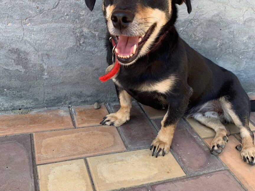 Милейшая собака в добрые руки бесплатно