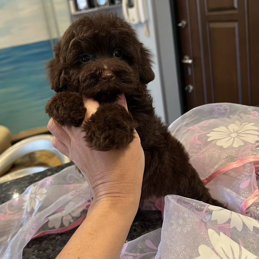 Мальтипу f1мальчик