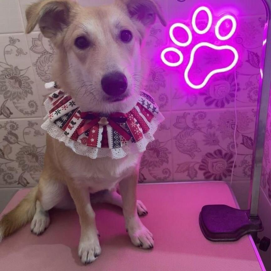 Злата в добрые руки