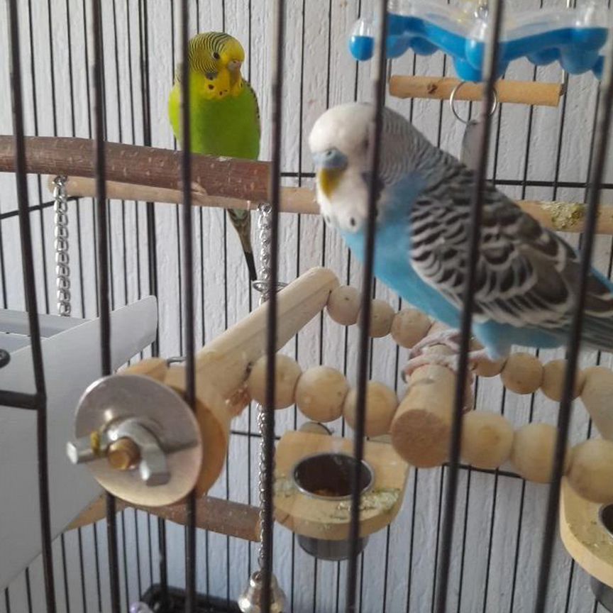 Волнистый попугай