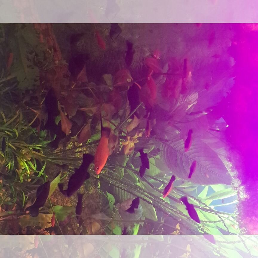 Аквариумные рыбки