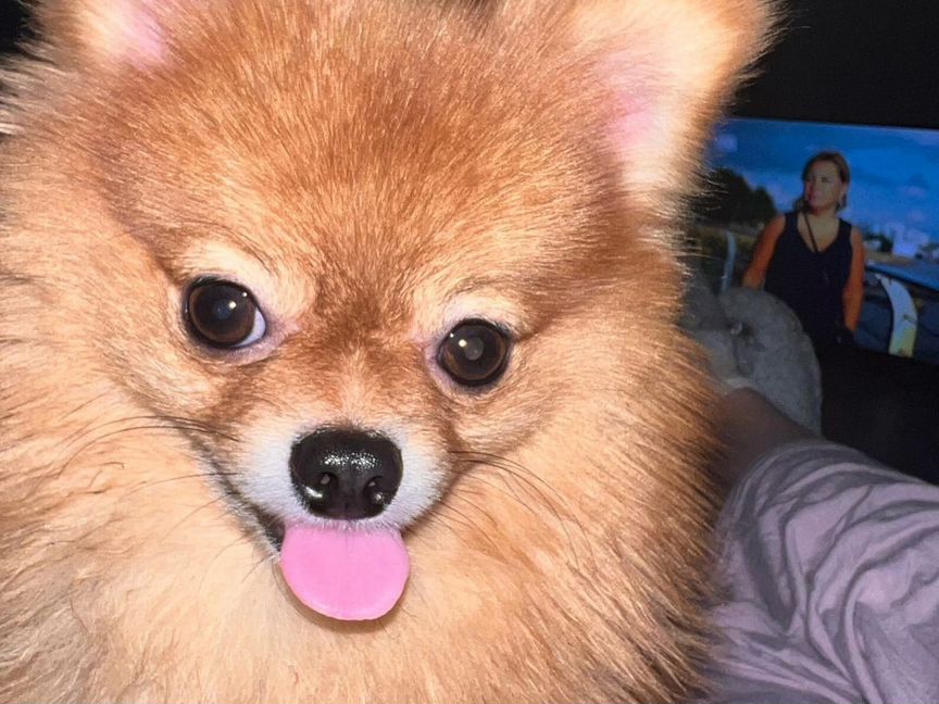 Померанский шпиц