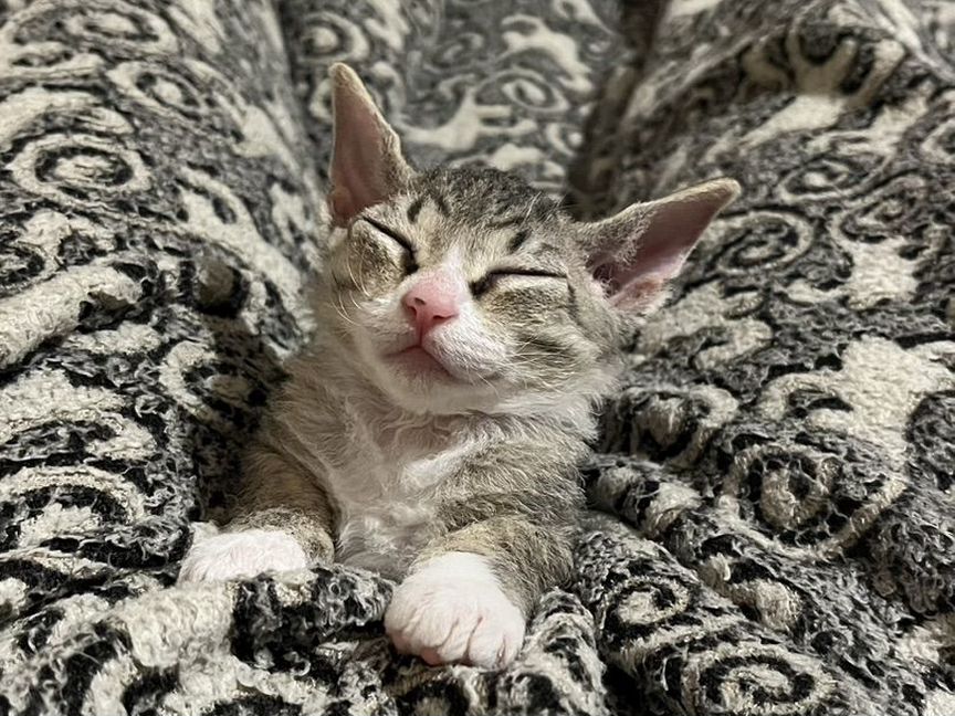 Кошка сфинкс велюр