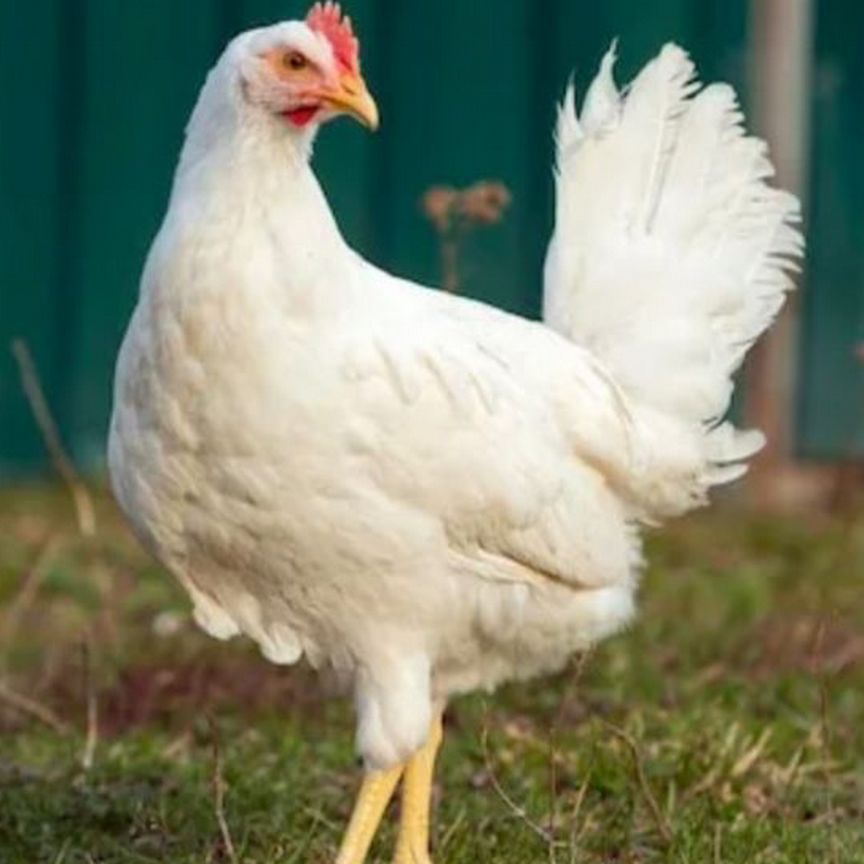 Куры несушки бронь