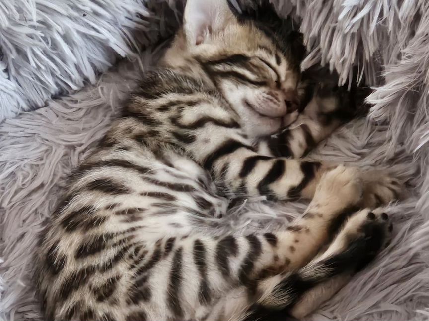 Бенгальские котята