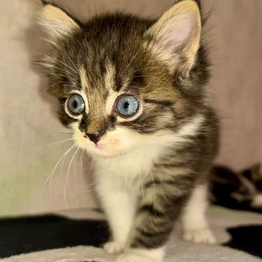 Кошка