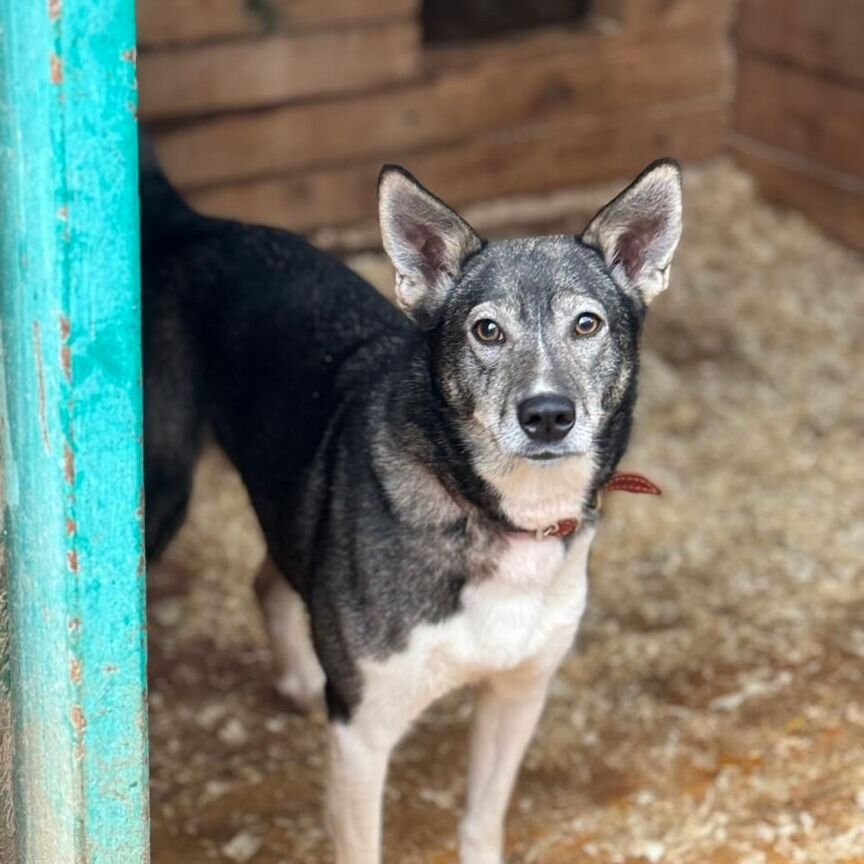 Габи из приюта