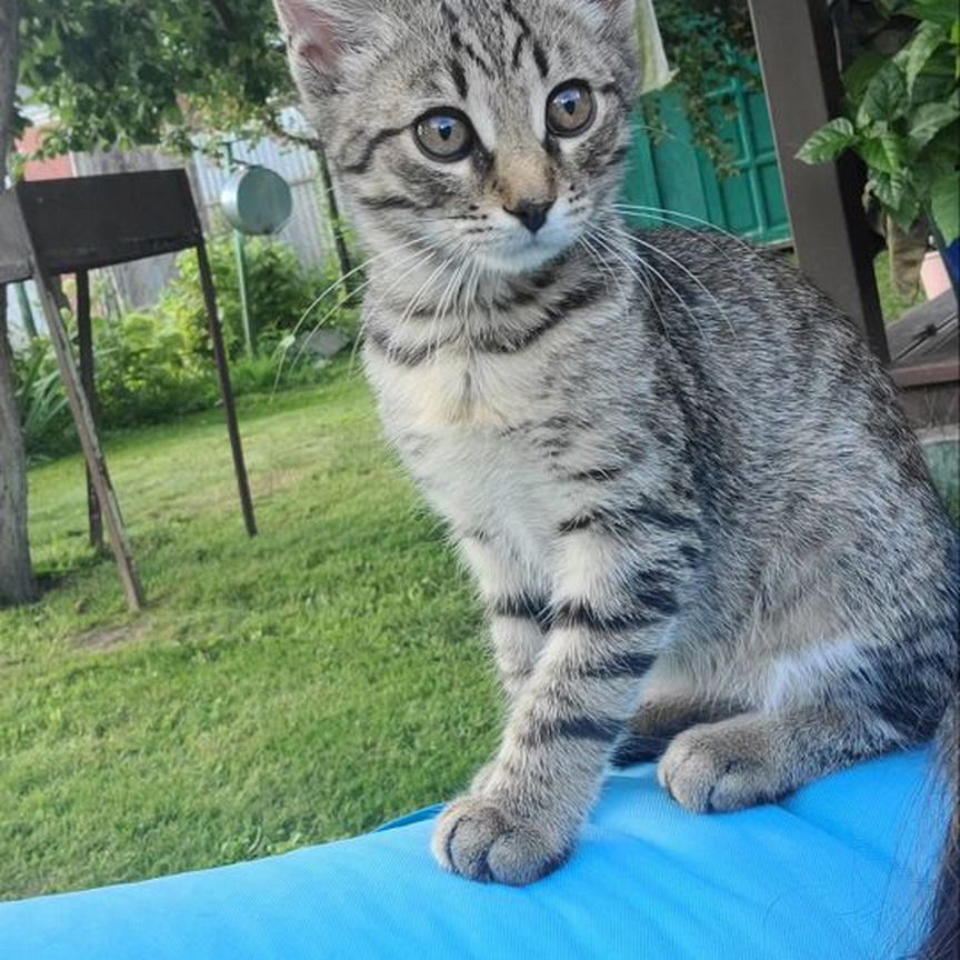 Котенок-мальчик 3 месяца, отдаём в добрые руки