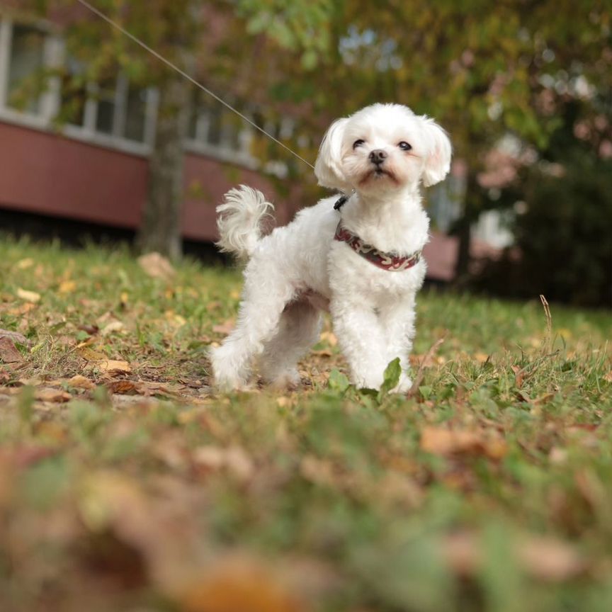 Мальтийская болонка мальчик