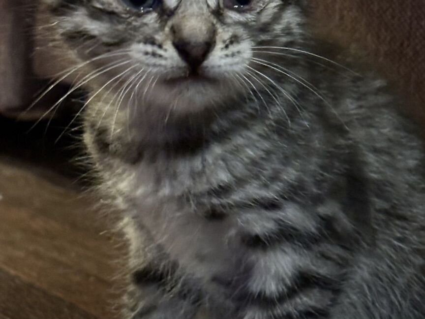 Кошечка в добрые руки