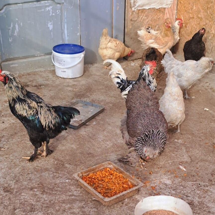 Куры несушки