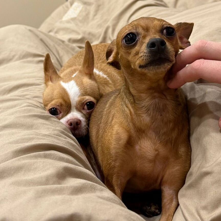 Английский той-терьер, взрослая собака