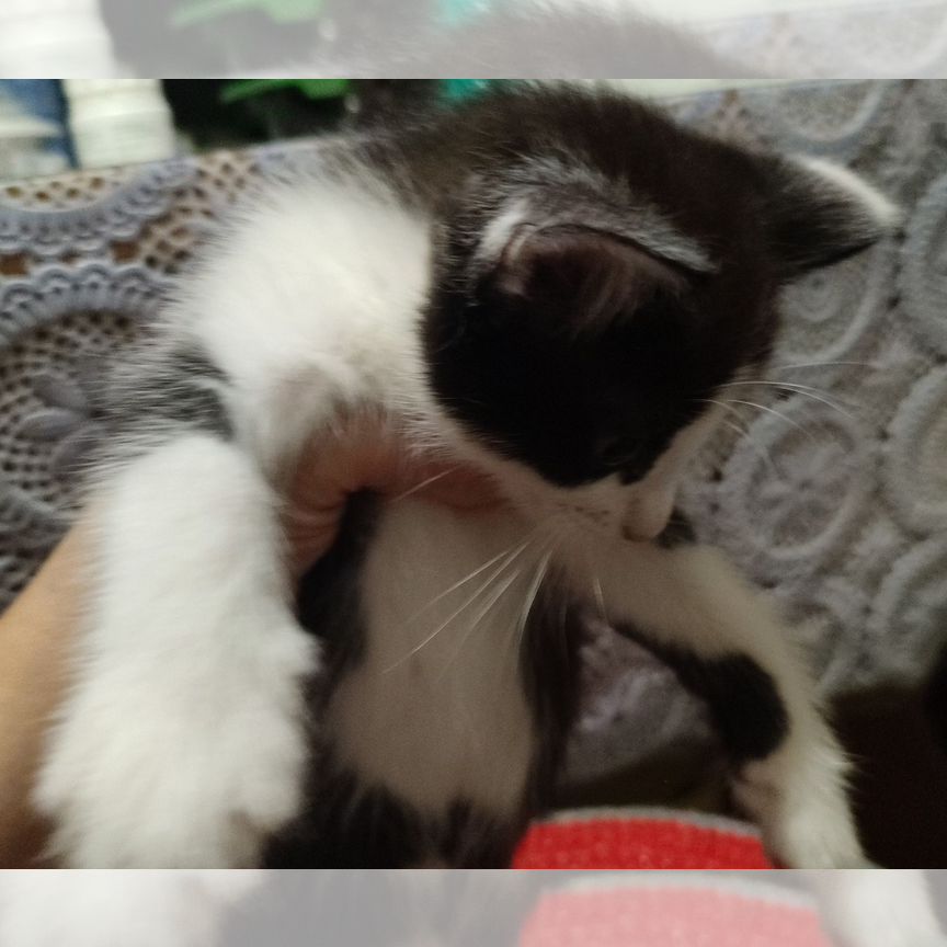 Котята в добрые руки бесплатно мальчик