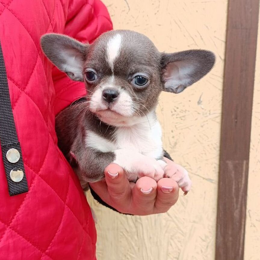 Чихуахуа, щенок