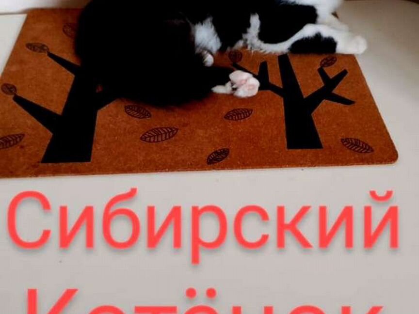 Котенок
