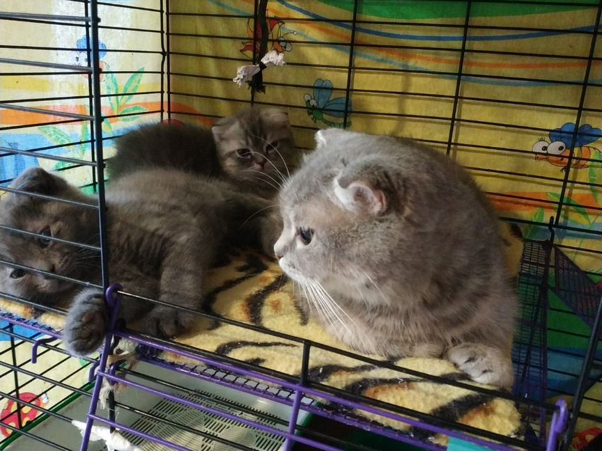 Котята вислоушки шотландцы