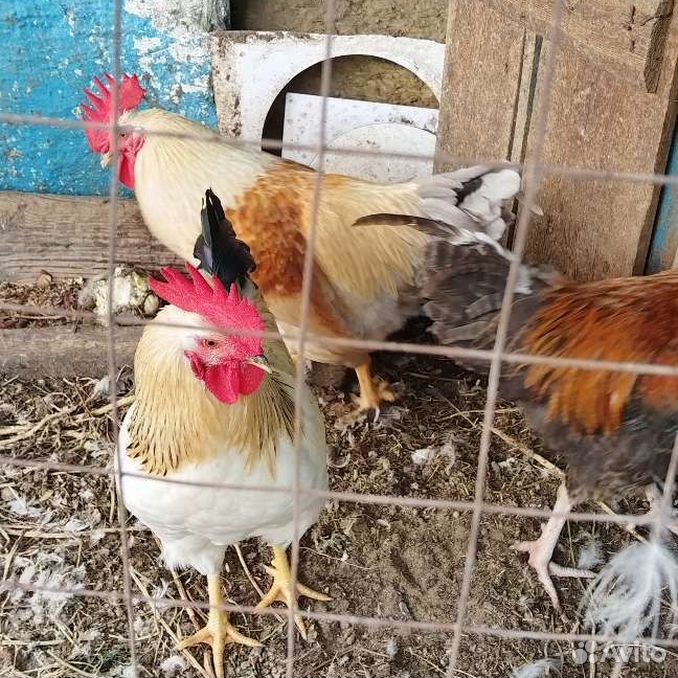 Молодые петухи