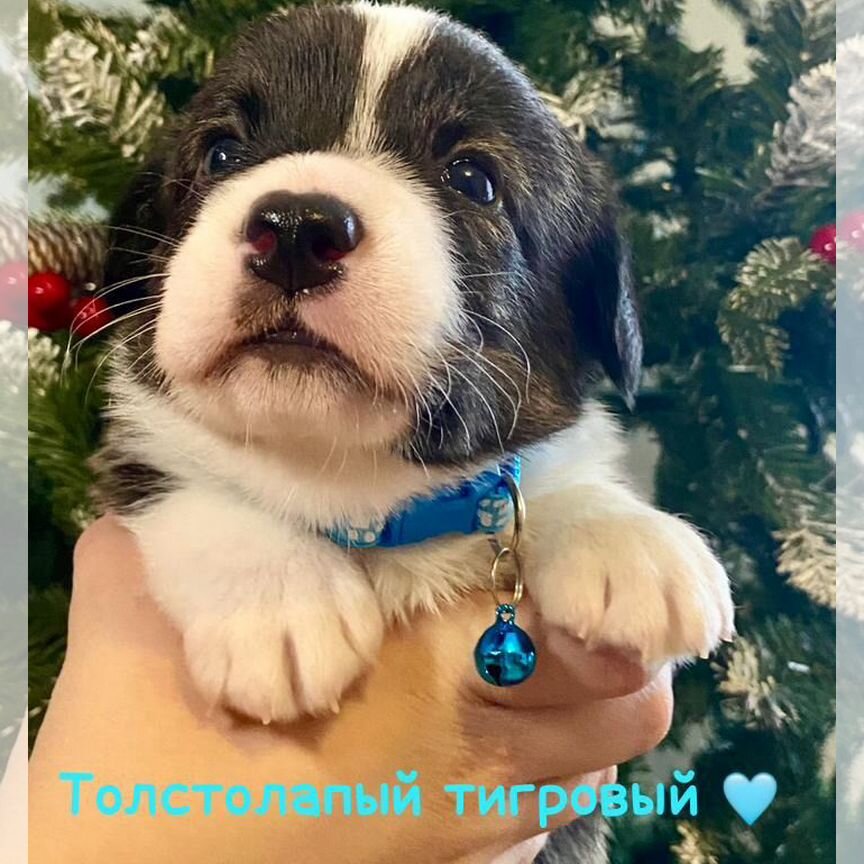 Вельш Корги Кардиган, щенок