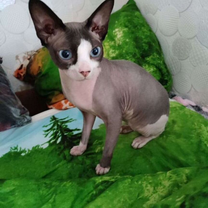 Канадский сфинкс