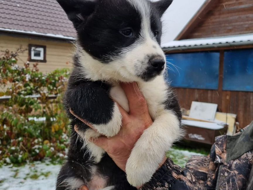 Щенки лайки