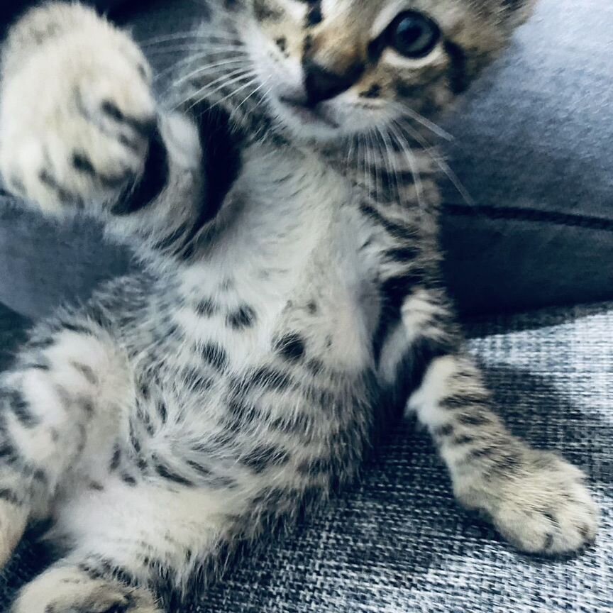 Котики 1,5 месяца