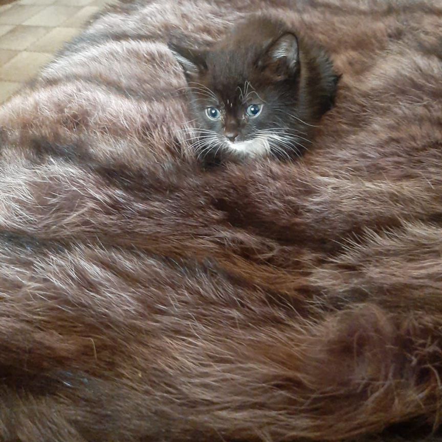 Котёнок мальчик