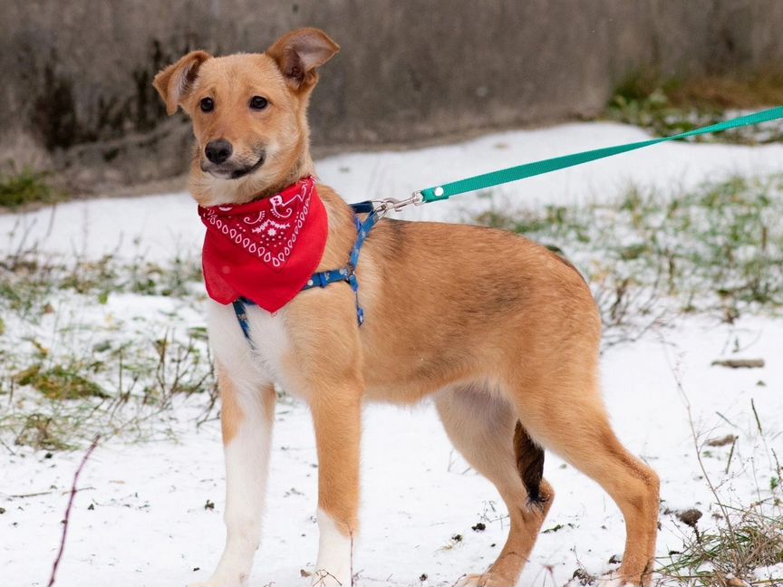 Щенок 4 месяца девочка