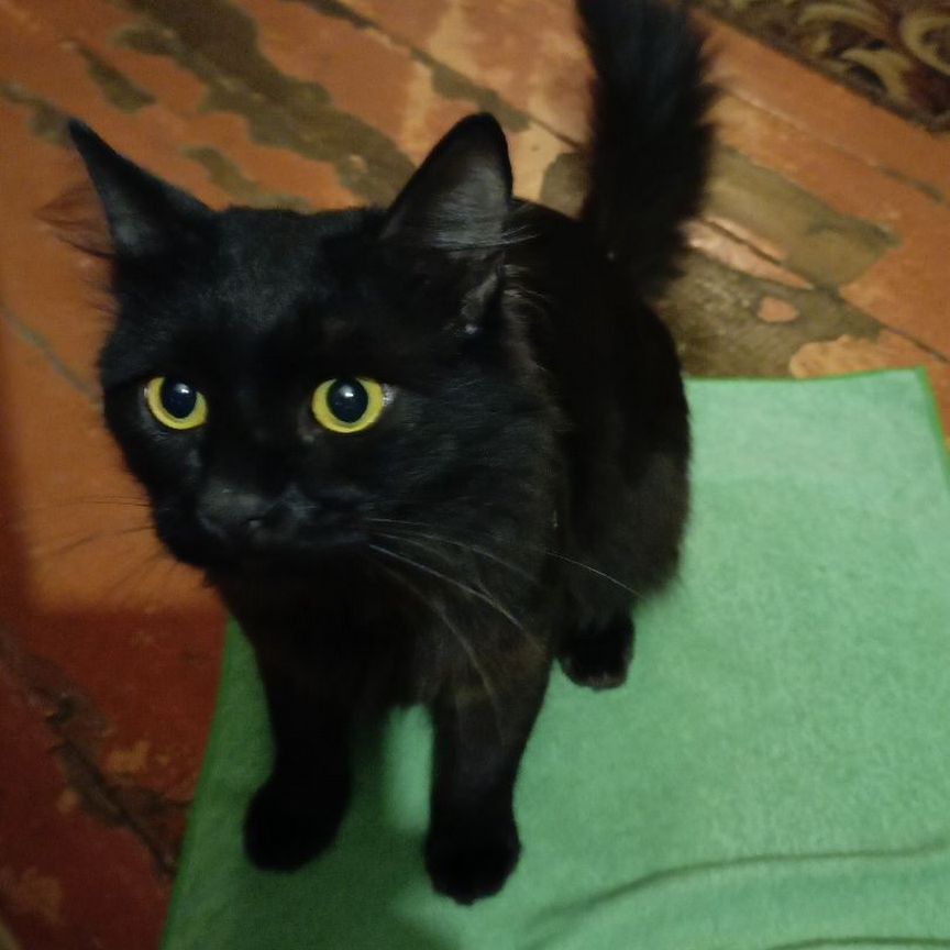 Котик, один год, кастрат