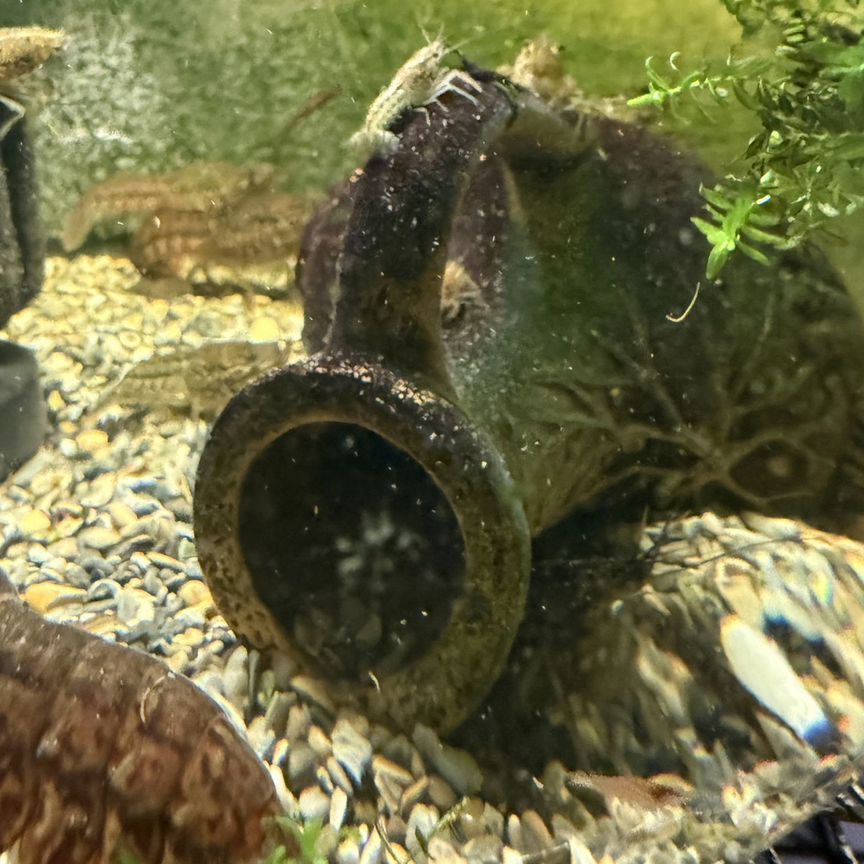 Аквариум с раками