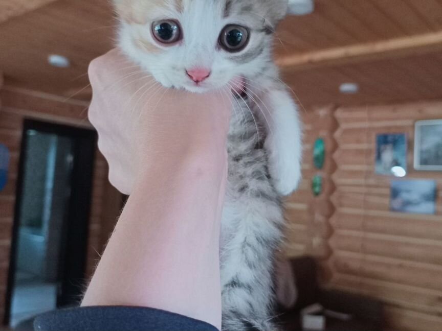 Милый трёхцветный котенок