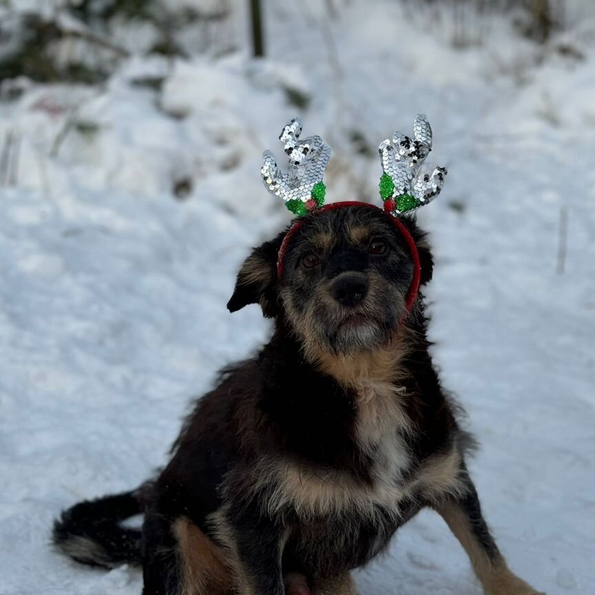 Небольшой пëсик в дар