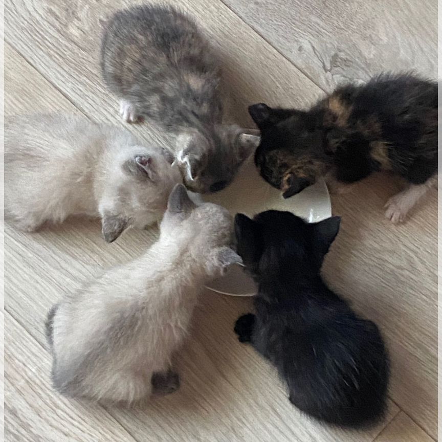 Котёнок в добрые руки