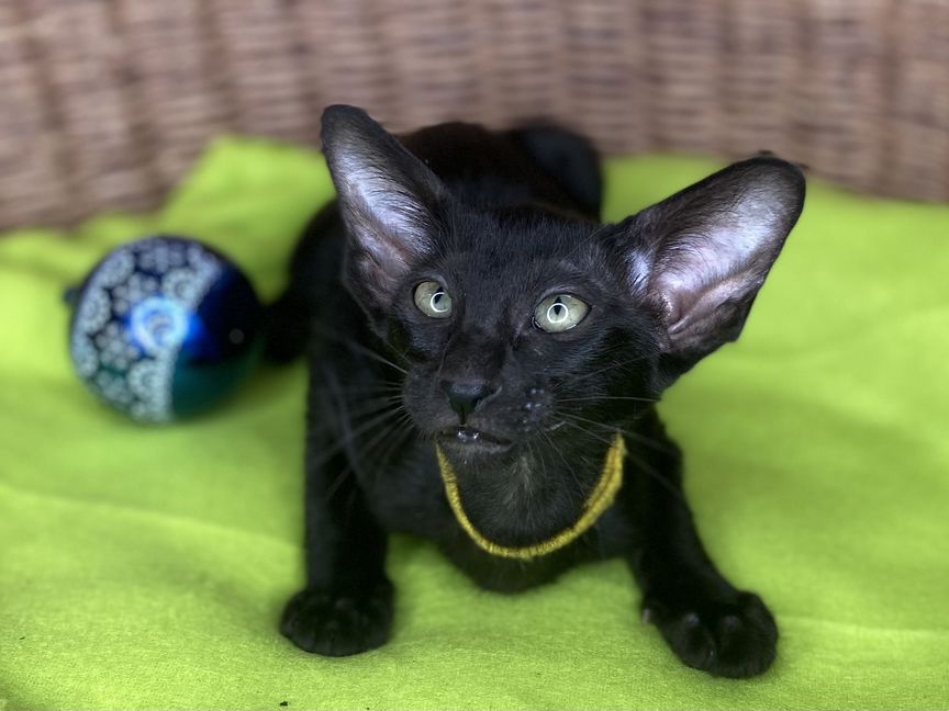 Ориентальные котята экстрим и современный тип