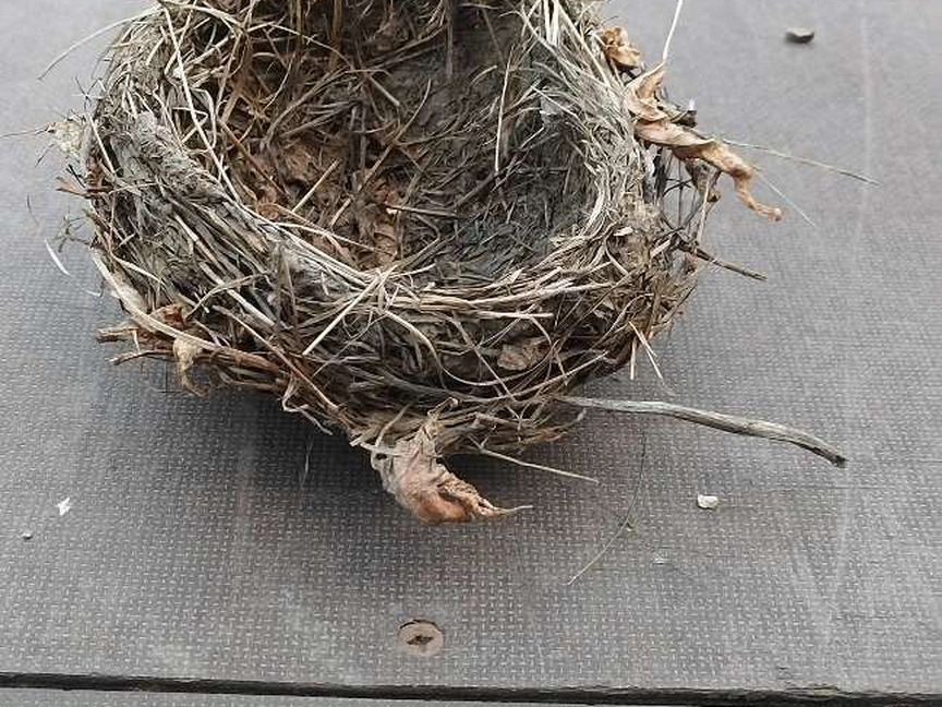 Гнездо натуральное