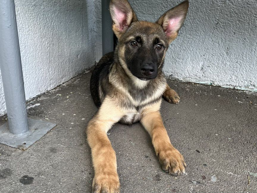 Собака в добрые руки щенок