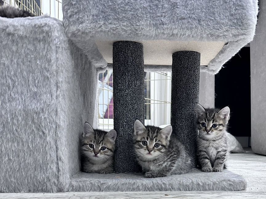 Британцы-полукровки