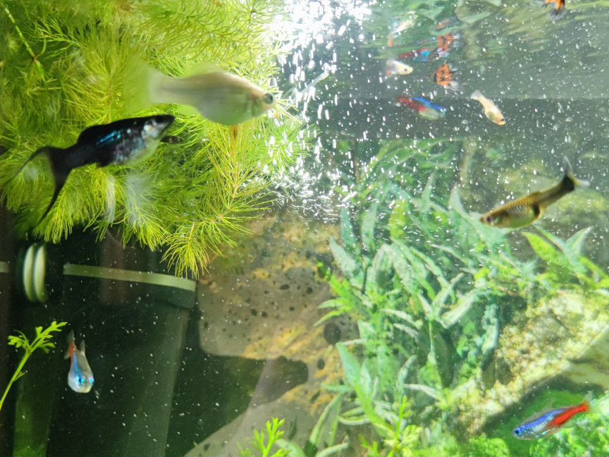 Моллинезии, 20 шт