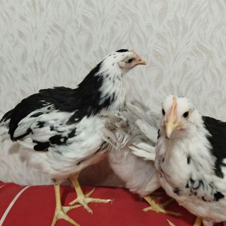 Цыплята кур несушек