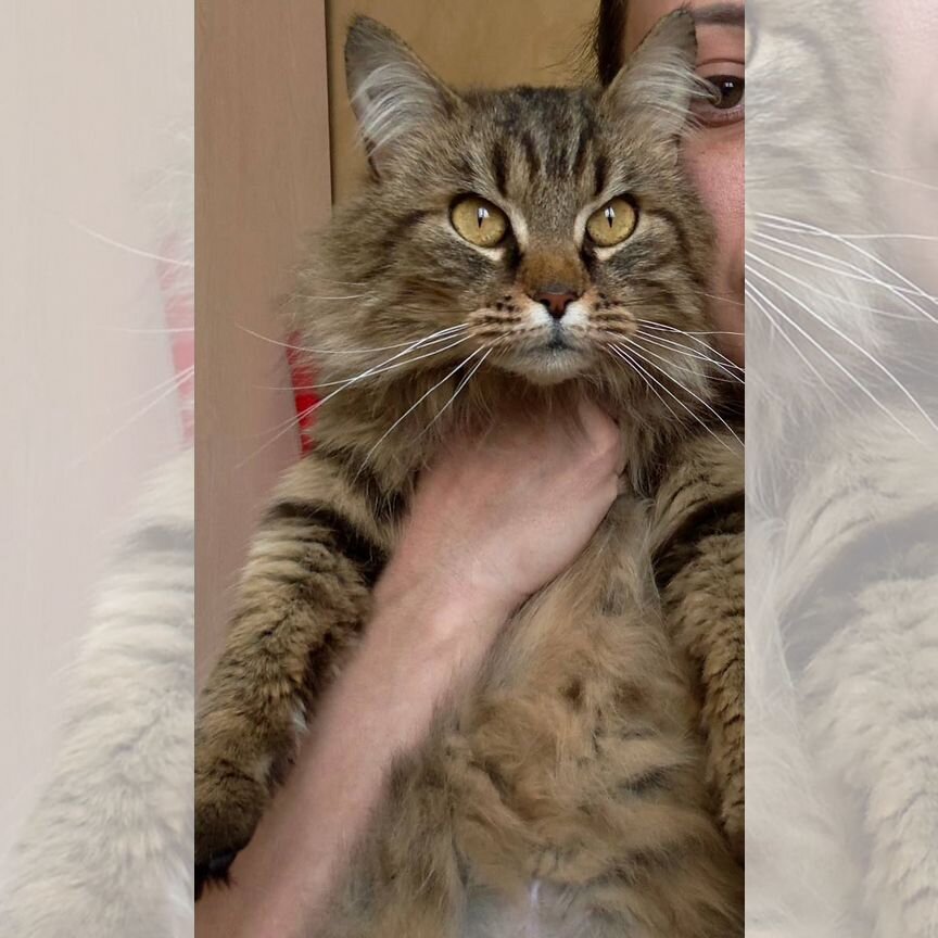 Взрослая, кошка в добрые руки