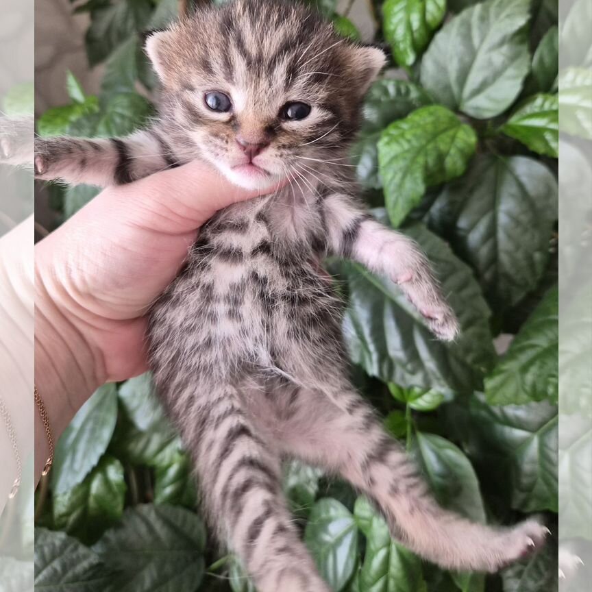 Шотландский прямоухий короткошёрстный котёнок