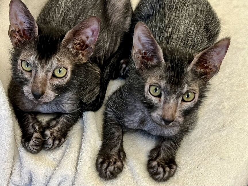 Котята породы Ликой