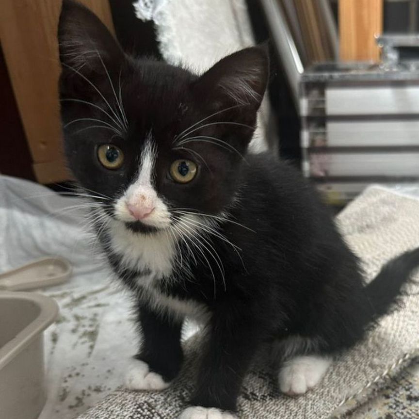 Котенок Василий