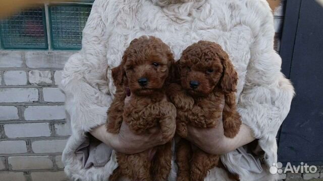 Щенки карликового пуделя купить в Москве | Животные и зоотовары | Авито