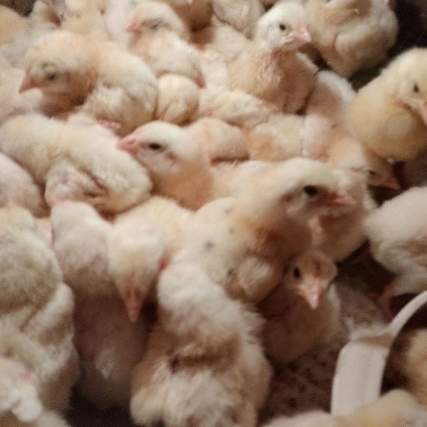 Цыплята бройлеры