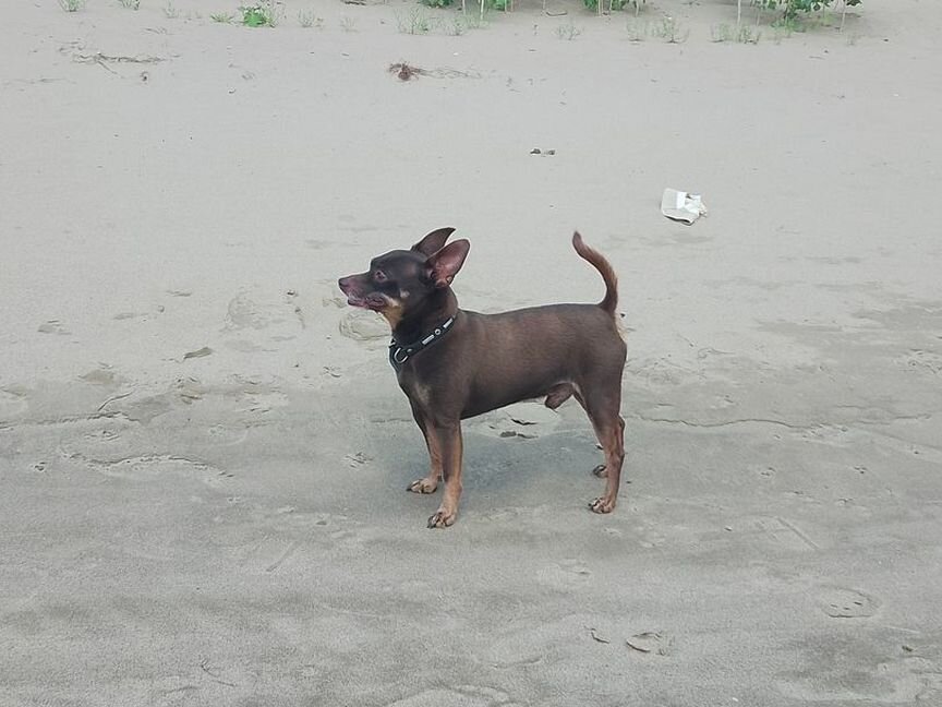 Кобель для вязки той-терьер. Замечательный жених ж